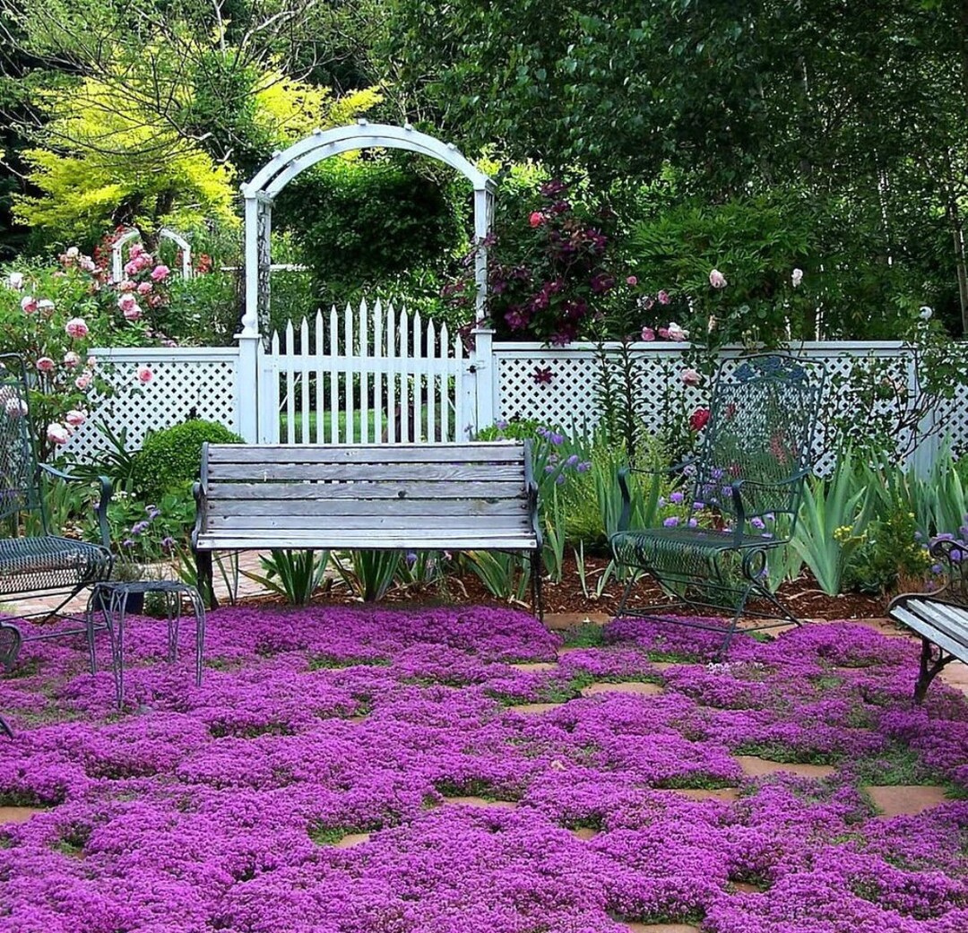 Creeping Wild Thyme Seeds, Perennial Frost Hardy Ground Cover Magic ...