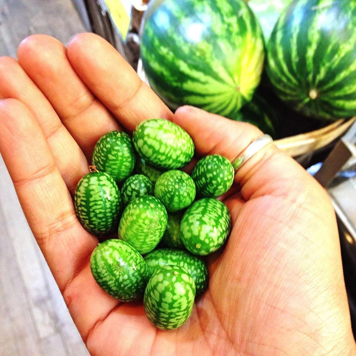 Mini Watermelon Seeds: Mouse Melon, Fruit & Vegetables, Fun and Easy to ...