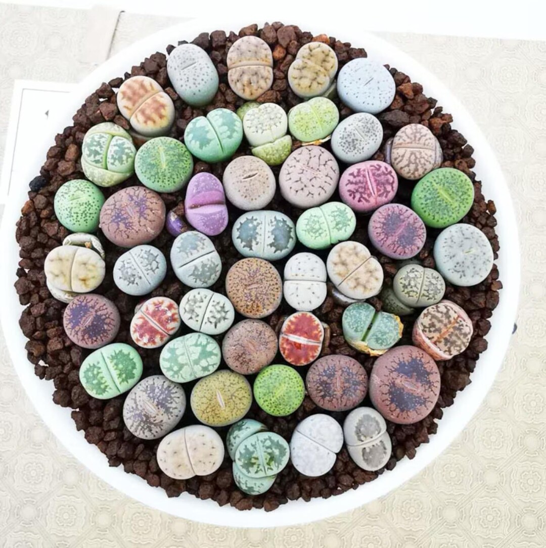 Multi Color Lithops Seeds, Best Gift for Him Her Mom Dad Teacher, Home ...