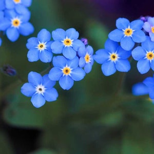 Forget Me Not Seeds, Amazing Colors, Fun and Easy to Grow, the Perfect ...