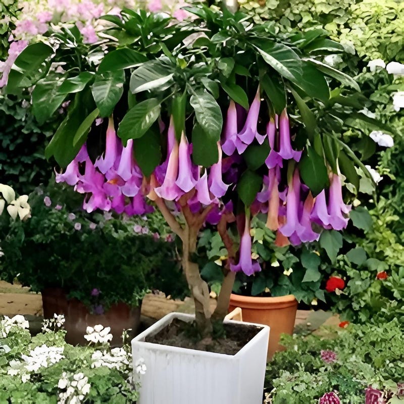 Angel Trumpet Tree Plants - Etsy