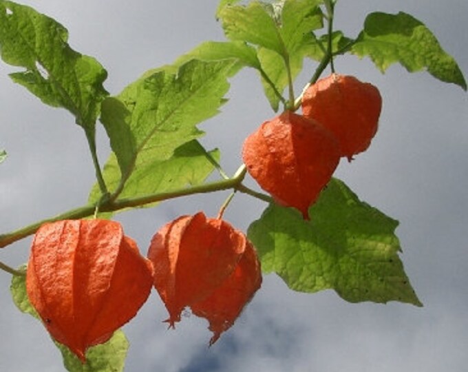 Carolina Reaper Seeds Record Breaking One of the Hottest in - Etsy