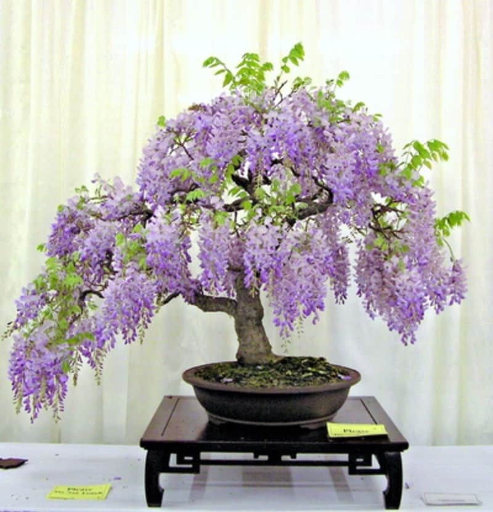 Wisteria Bonsai Tree