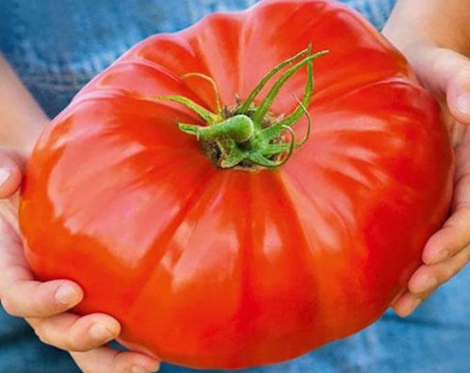 Carolina Reaper Seeds Record Breaking One of the Hottest in - Etsy