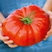 XXL Tomato Seeds: Grow Giant 2lb Tomatoes, 1 Kilo, Brutus From Holland ...