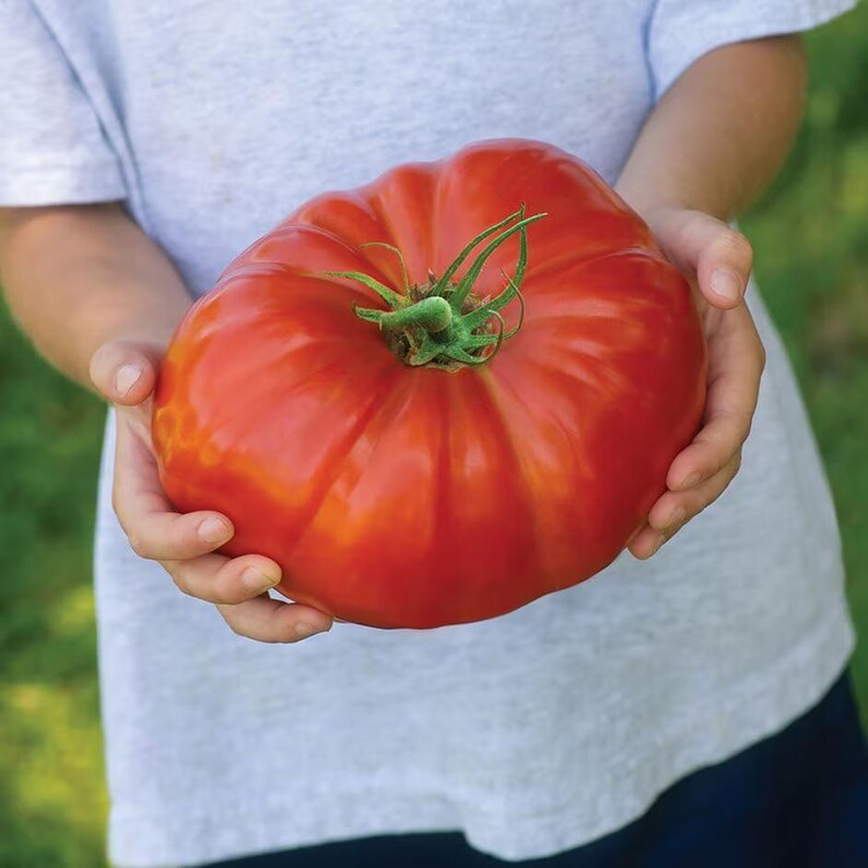 XXL Tomato Seeds: Grow Giant 2lb Tomatoes, 1 Kilo, Brutus From Holland ...