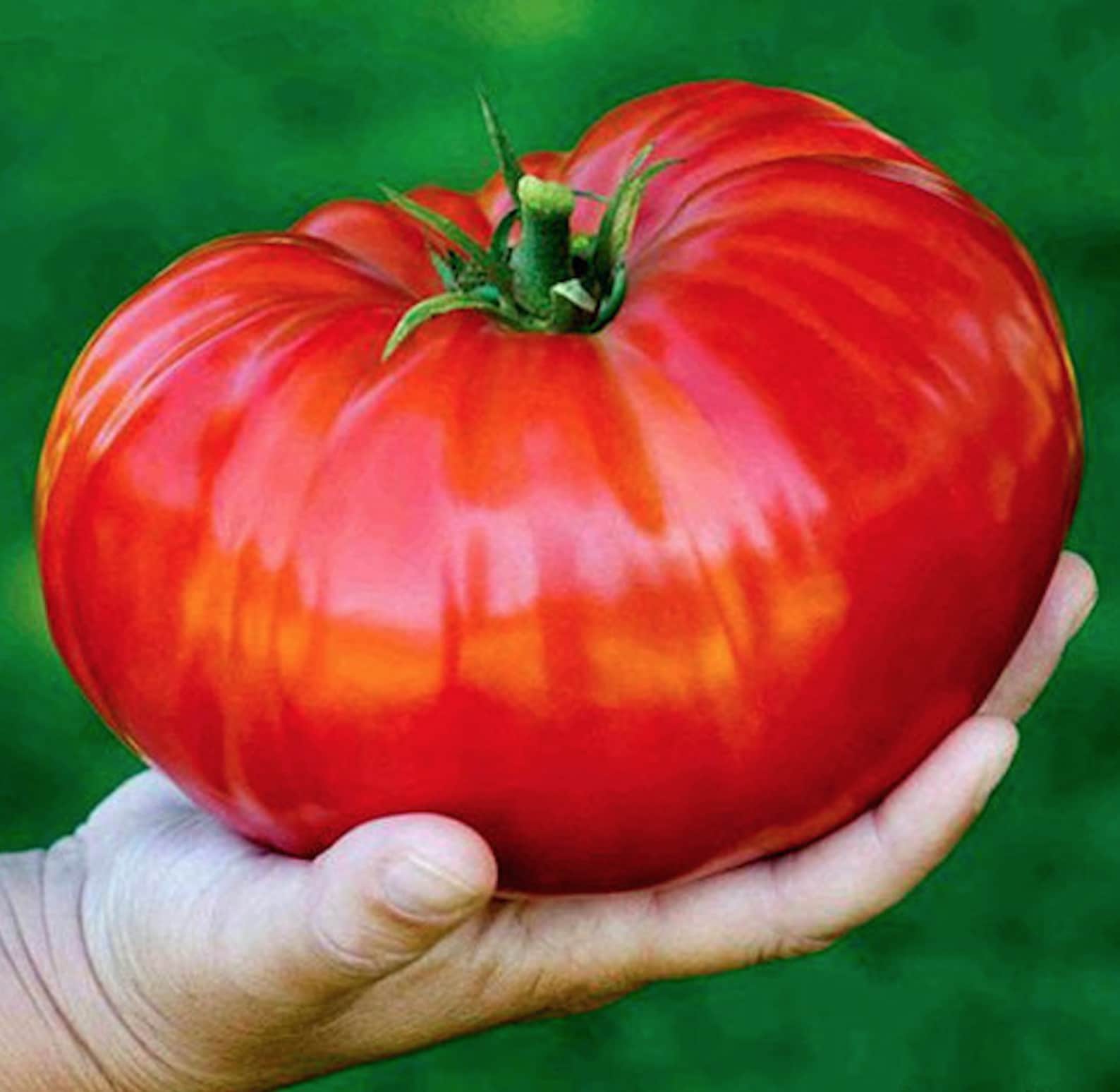 XXL Tomato Seeds: Grow Giant 2lb Tomatoes, 1 Kilo, Brutus From Holland ...