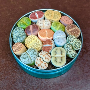 Colorful Lithops Seeds, Amazing Colors, Fun and Easy to Grow, Gift Idea ...