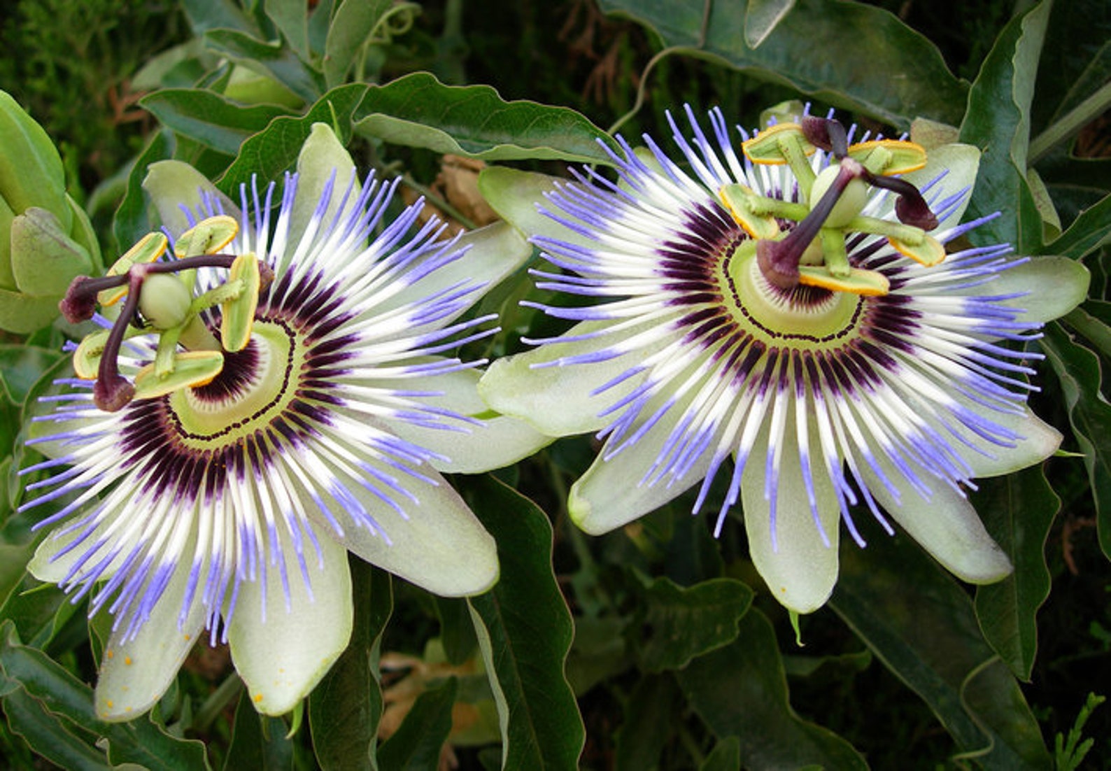 Passion Flower Seeds Amazing Colors Easy to Grow Gift Idea - Etsy