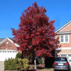 Red Maple Seeds, Grow Your Own Red Tree, Amazing Colors, Fun and Easy ...