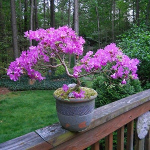 Pink Bonsai Tree Seeds: Love Tree, Organic Gardening, Frost Hardy ...