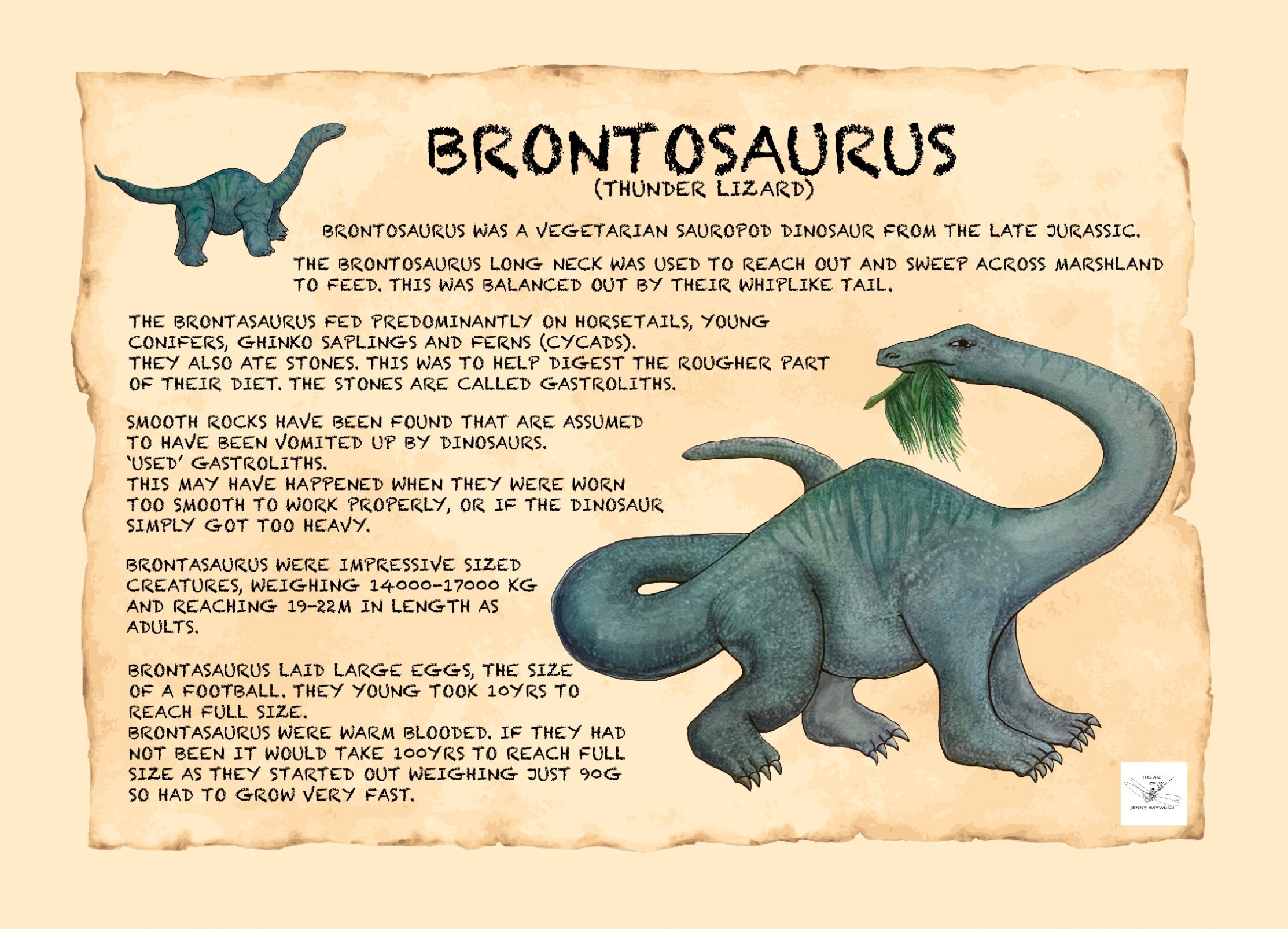Dinosaurs Brontosaurus Facts