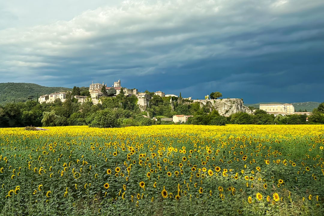 Field of Sunflowers With Village in the South of France - Viviers ...