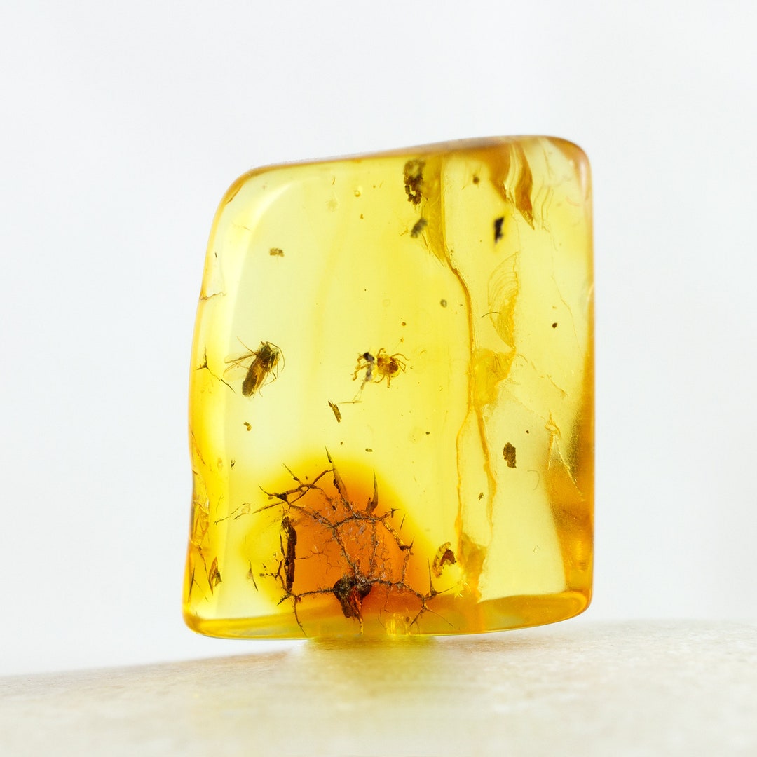 Amber With Insects Rare Fossil Insect Inclusions in Small - Etsy