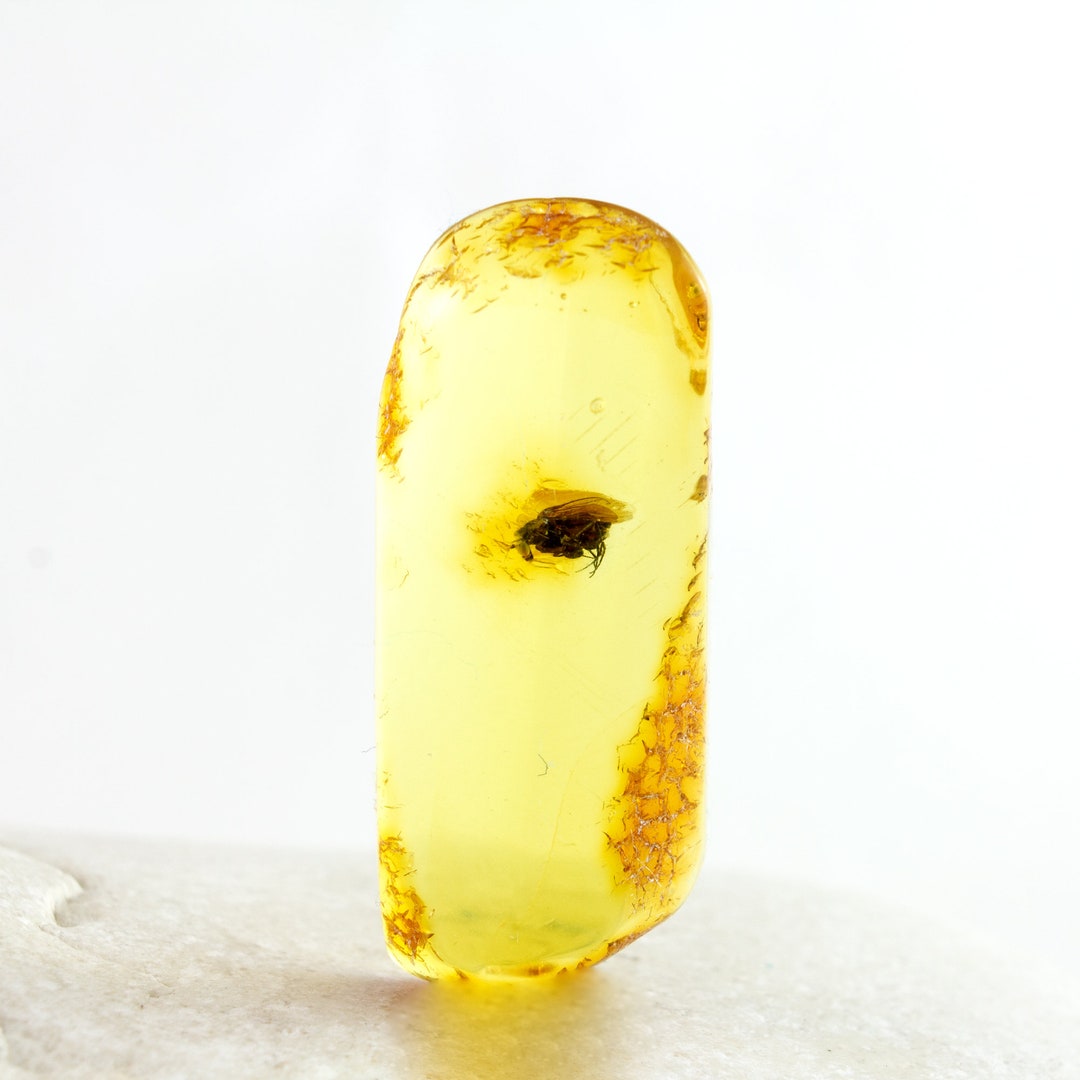 Amber With Insect, Fossil Fly Insect Inclusion in Genuine Baltic Amber ...