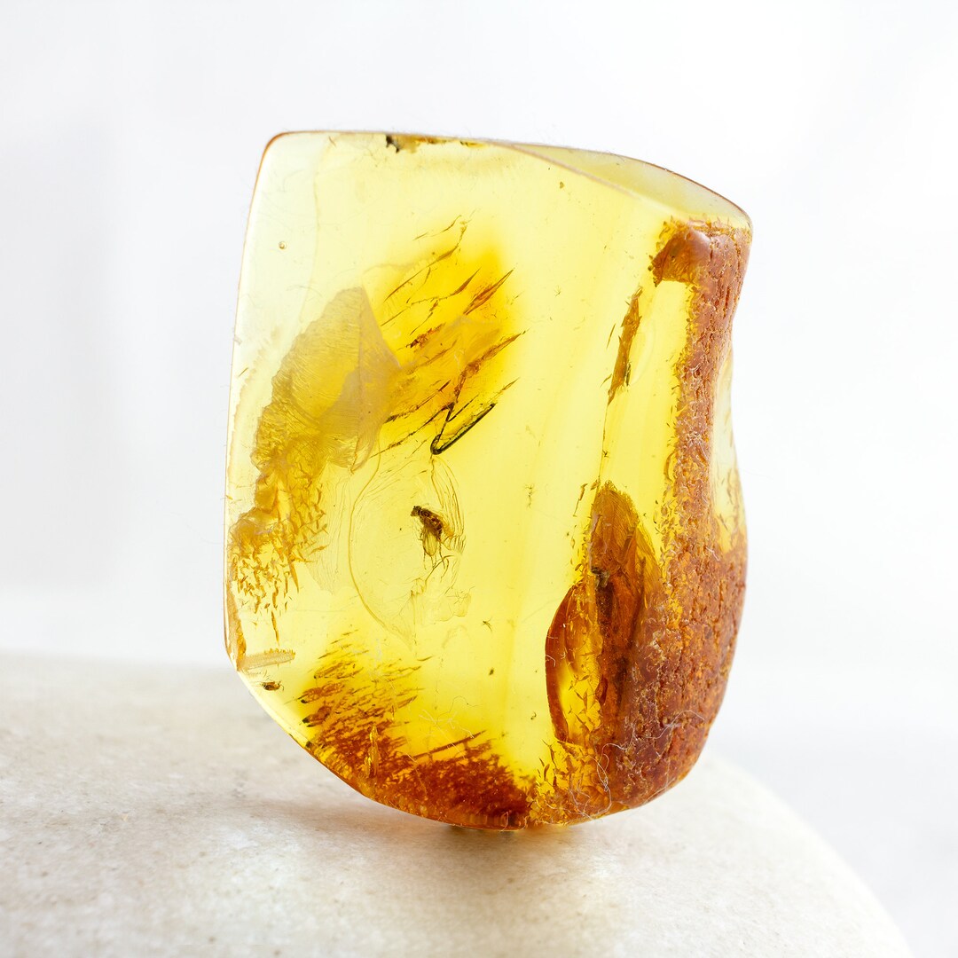 Amber With Insect, Small Fossil Fly Insect Inclusion in Genuine Baltic ...