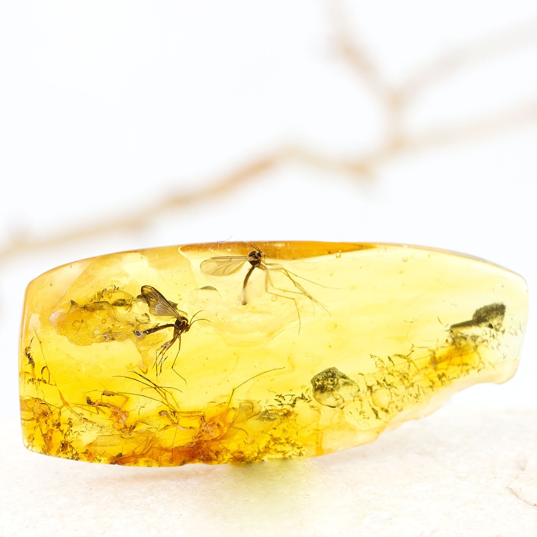 Amber With Insects, Fossil Gnats Insect Inclusions in Natural Baltic ...