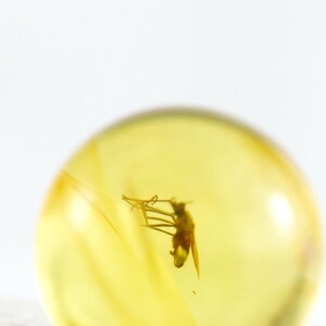 Amber With Insect, Fossil Insect Inclusion in Genuine Baltic Amber 8mm ...