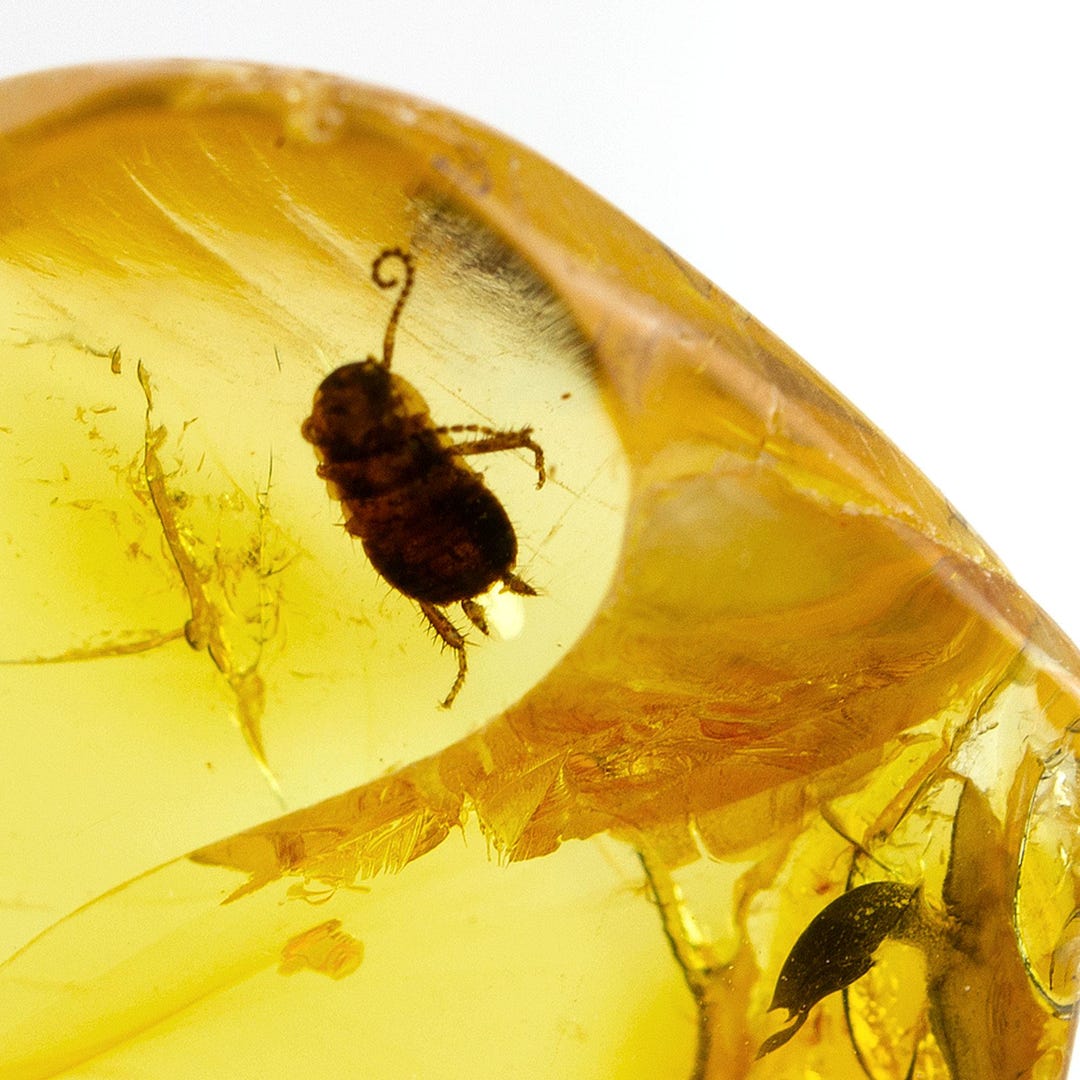 Amber With Insect, Rare Cockroach Blattaria Fossil Insect Inclusion in ...
