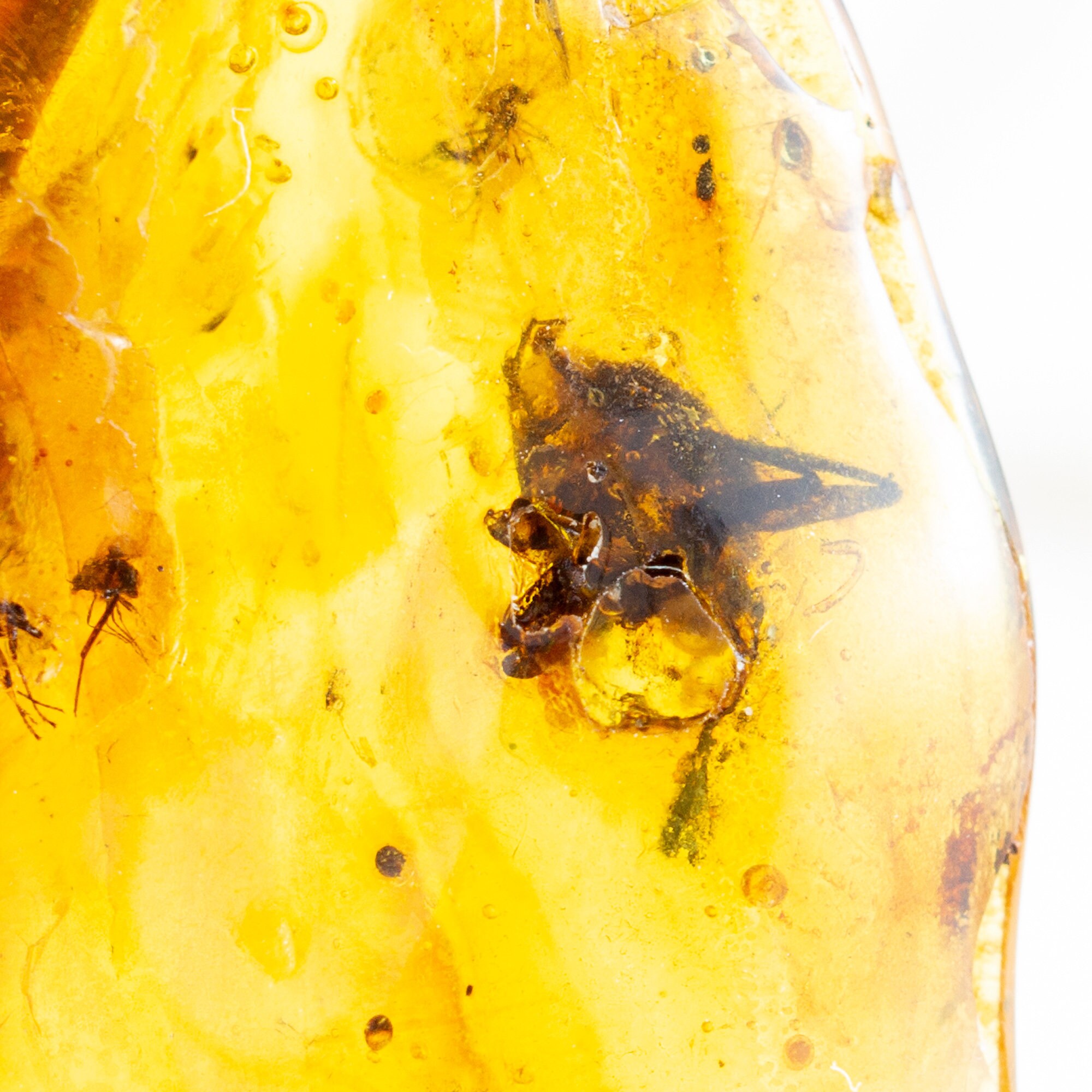 Amber With Insects, Rare Fossil Insect Inclusion in Genuine Baltic ...