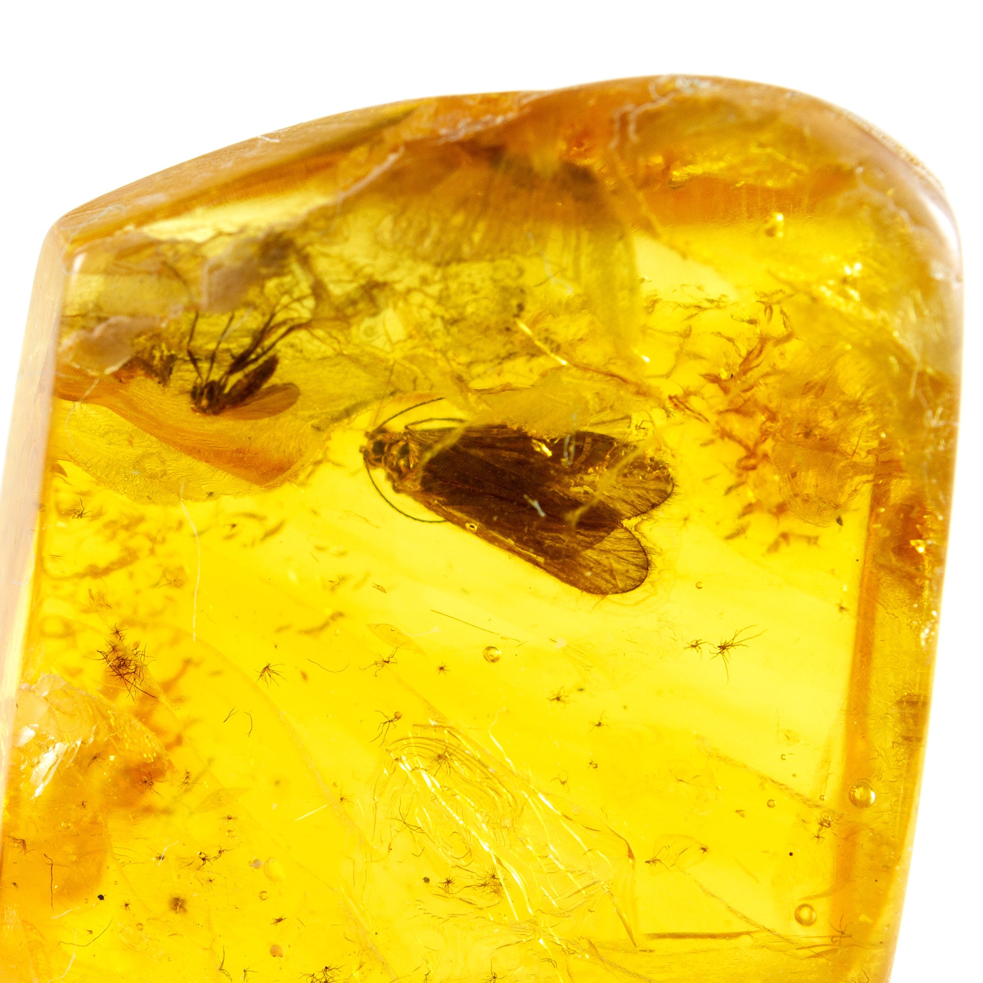 Amber With Insects Fossil Insect Inclusions in Genuine Baltic - Etsy