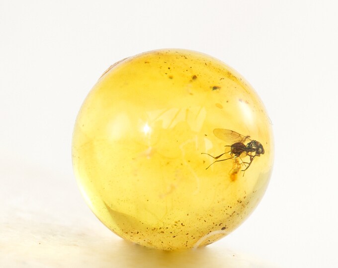 Amber With Insect, Fossil Insect Inclusion in Genuine Baltic Amber 8mm ...
