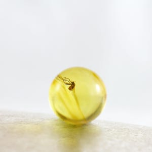 Amber With Insect, Fossil Insect Inclusion in Genuine Baltic Amber 8mm ...
