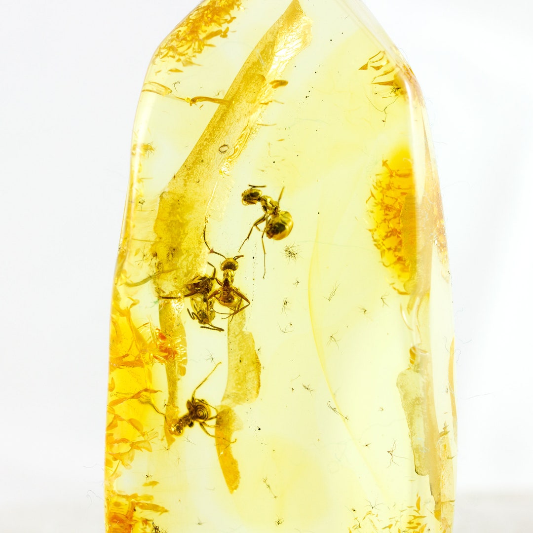 Amber With Ants Insects, RARE!!! Genuine Baltic Amber Specimen With ...