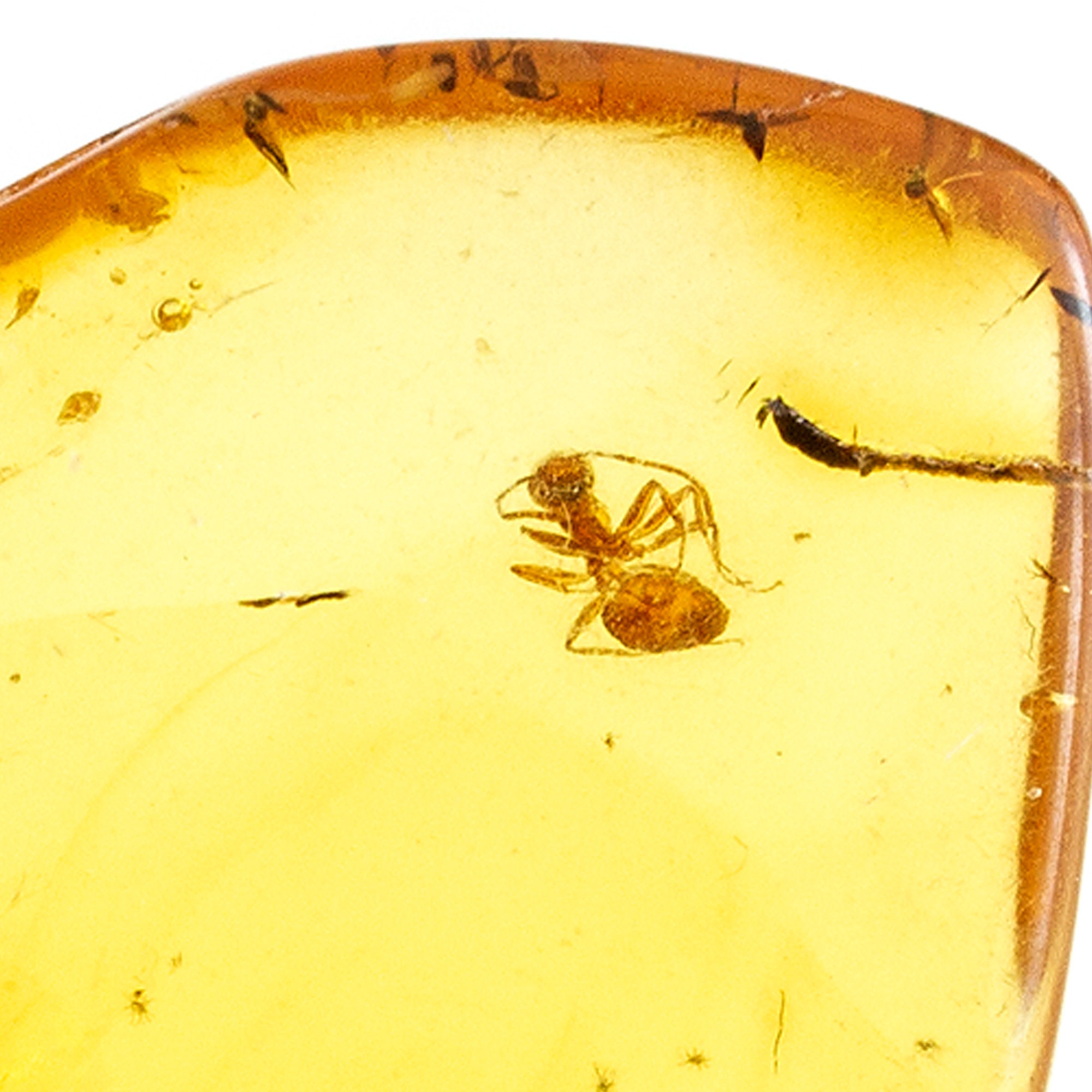 Amber With Insects Fossil Ant Insect Inclusion in Genuine - Etsy