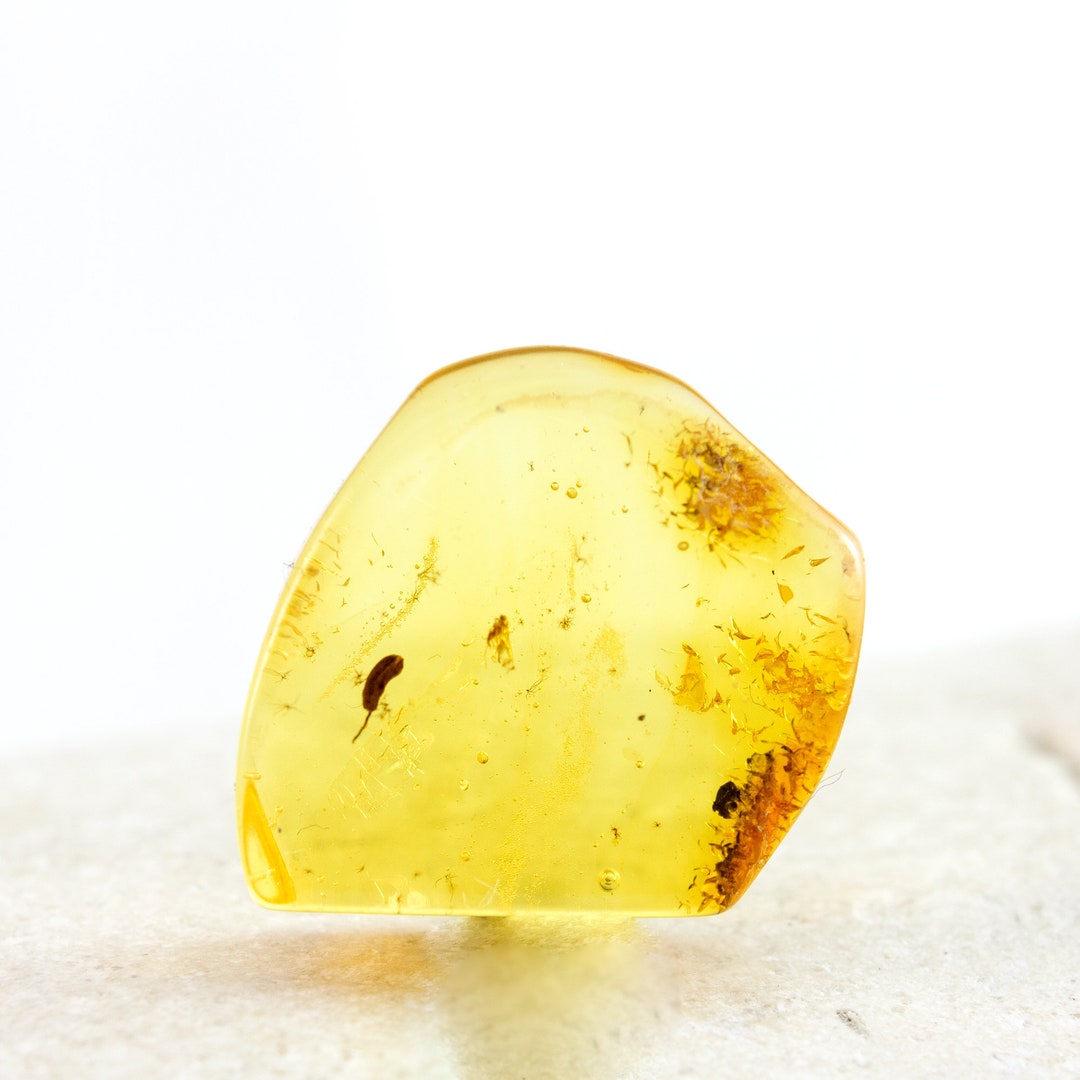 Amber With Inclusion, Fossil Flora Inclusion in Genuine Baltic Amber ...