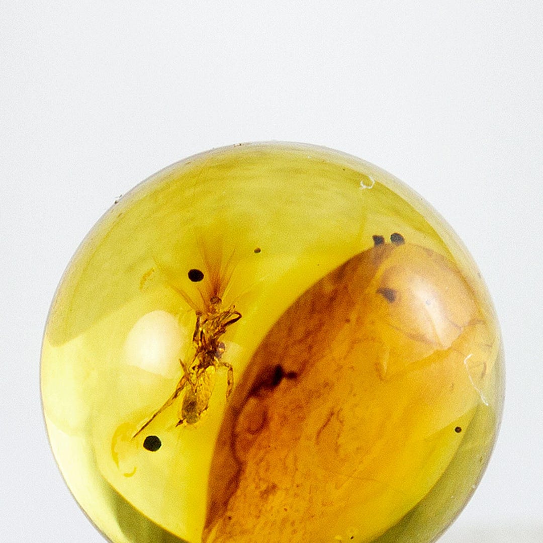 Amber With Insect, Fossil Spider Insect Inclusion in Genuine Baltic ...