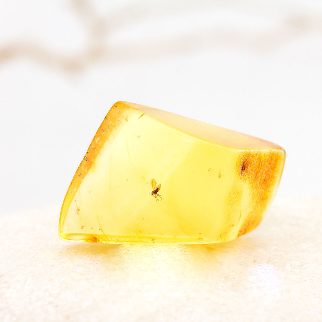 Amber With Insect, Fossil Insect Inclusion in Natural Baltic Amber ...