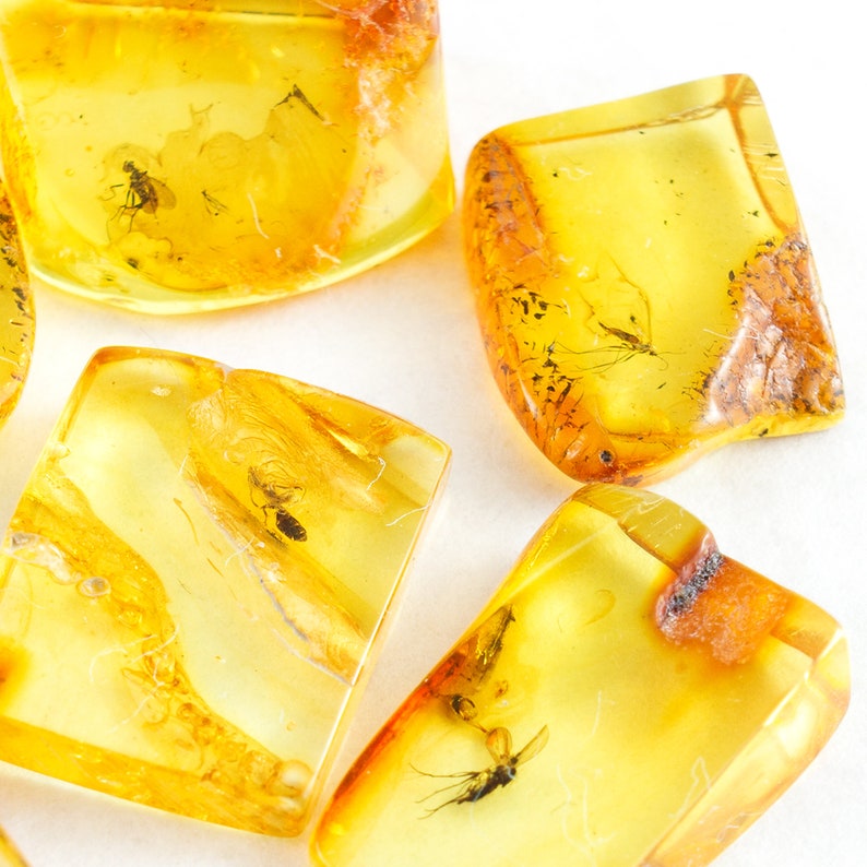 Amber With Insect, Fossil Insect Inclusions in Genuine Baltic Amber ...