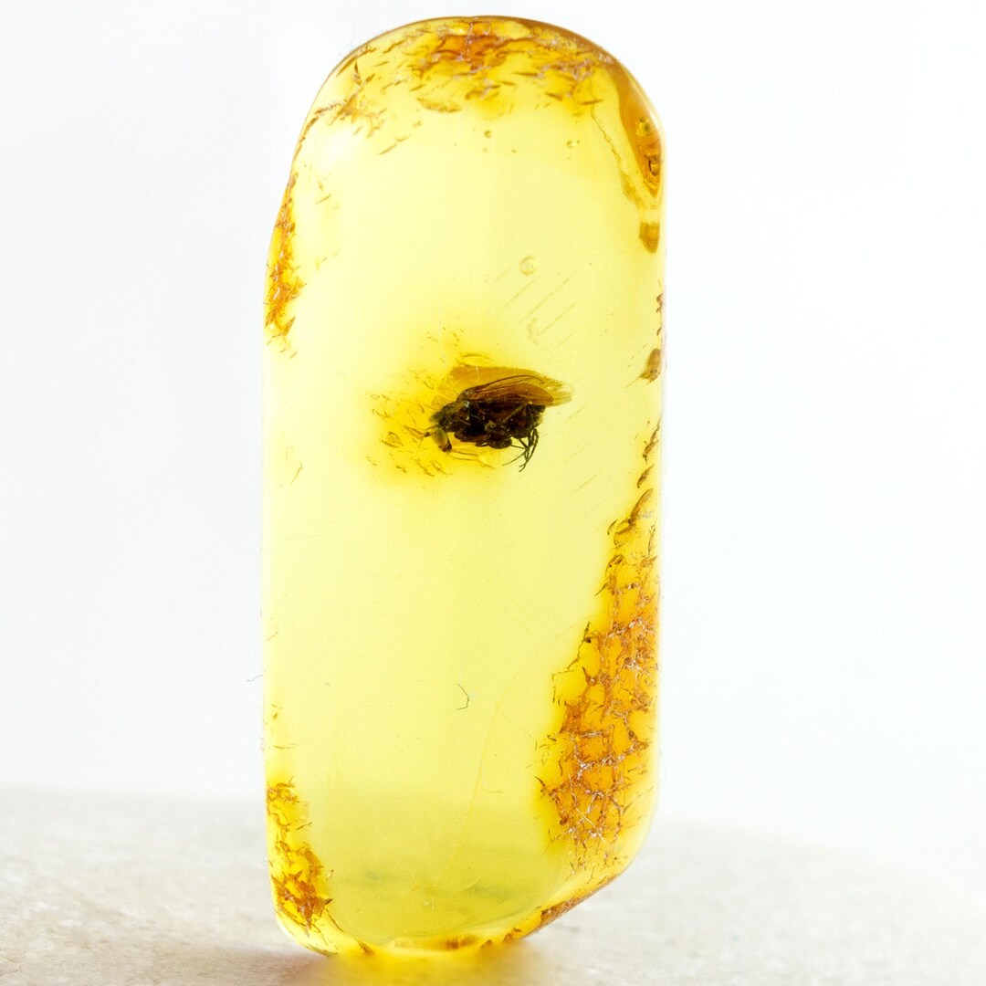 Amber With Insects, Fossil Fly Insect Inclusion in Genuine Baltic Amber ...