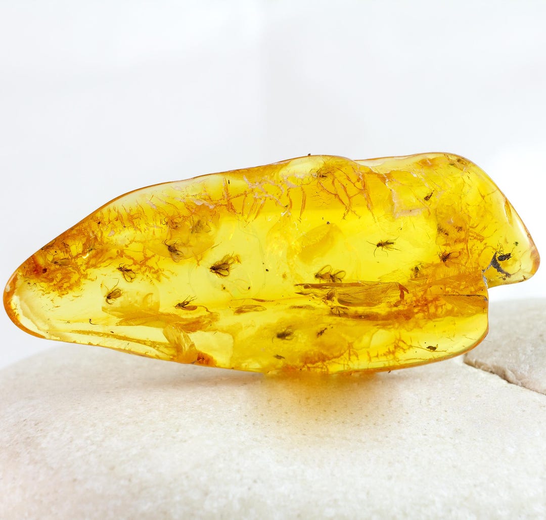 Amber With Insects, Fossil Insect Inclusions in Genuine Baltic Amber ...