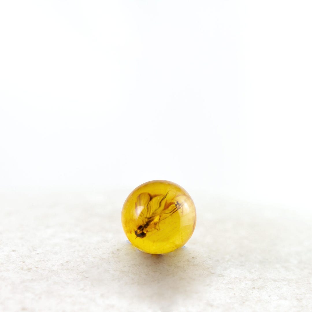 Amber Cabochon With Insect, Fossil Insect Inclusion in Tiny Genuine ...