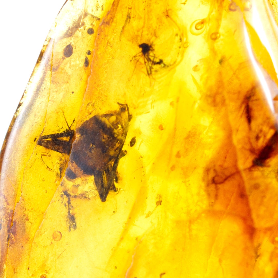 Amber With Insects, Rare Fossil Insect Inclusion in Genuine Baltic ...