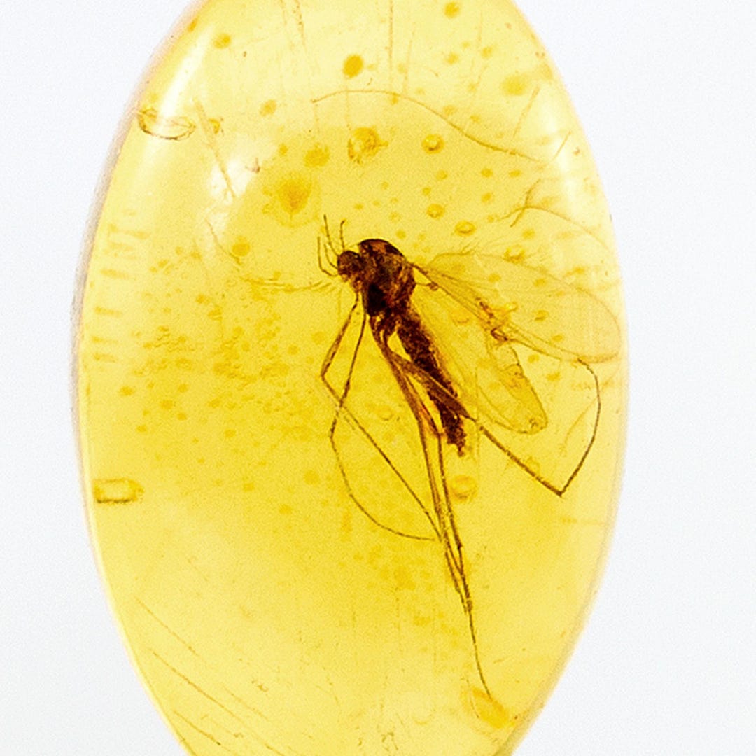 Insect in Amber Cabochon, Fossil Inclusion in Tiny Genuine Baltic Amber ...