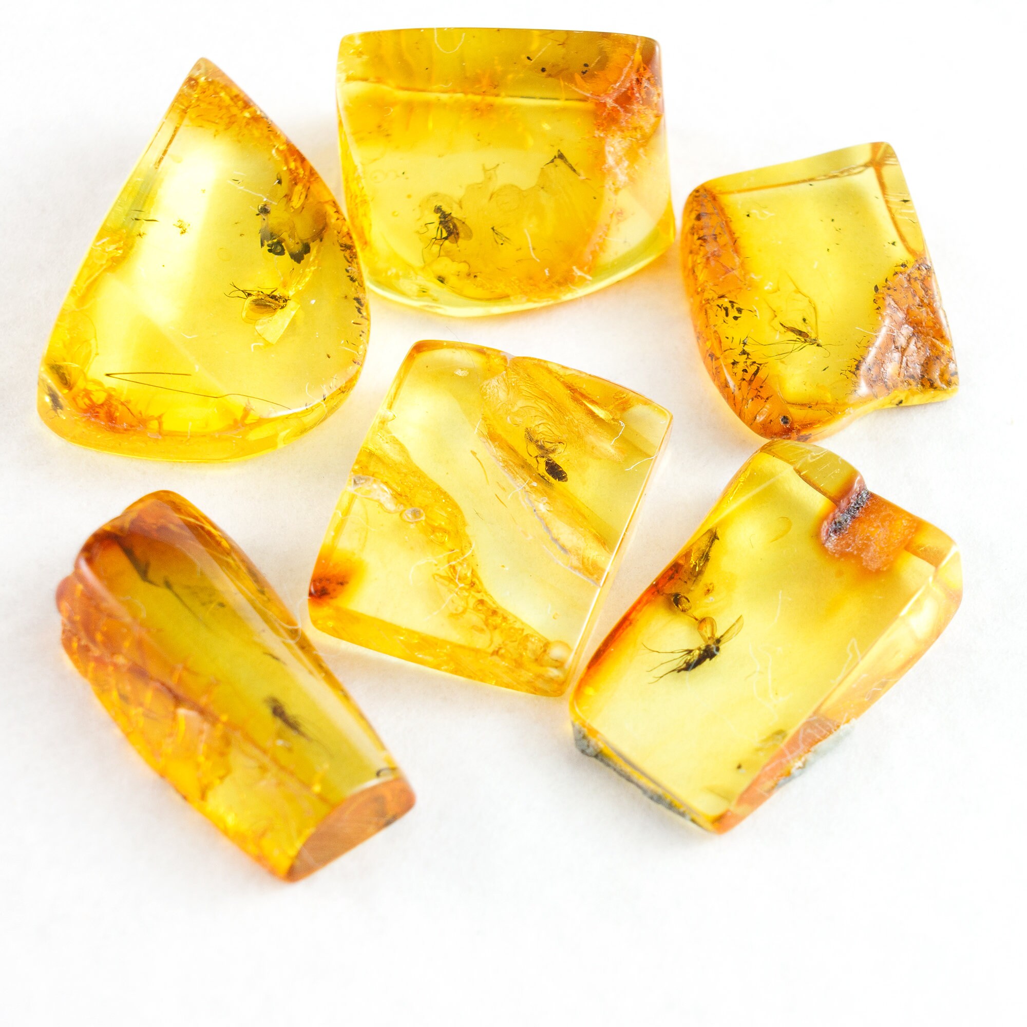 Amber With Insect, Fossil Insect Inclusions in Genuine Baltic Amber ...