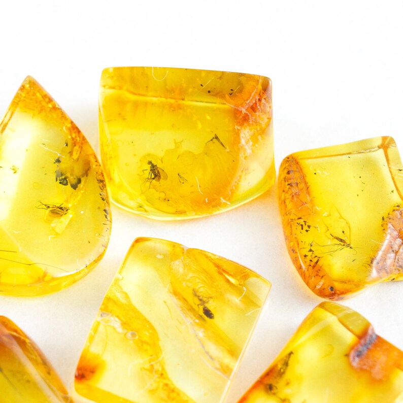 Amber With Insect, Fossil Insect Inclusions in Baltic Amber Specimens ...