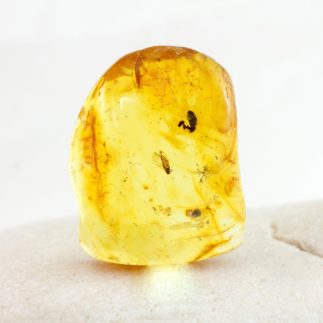 Amber With Insect, Fossil Insect Inclusion in Genuine Baltic Amber ...