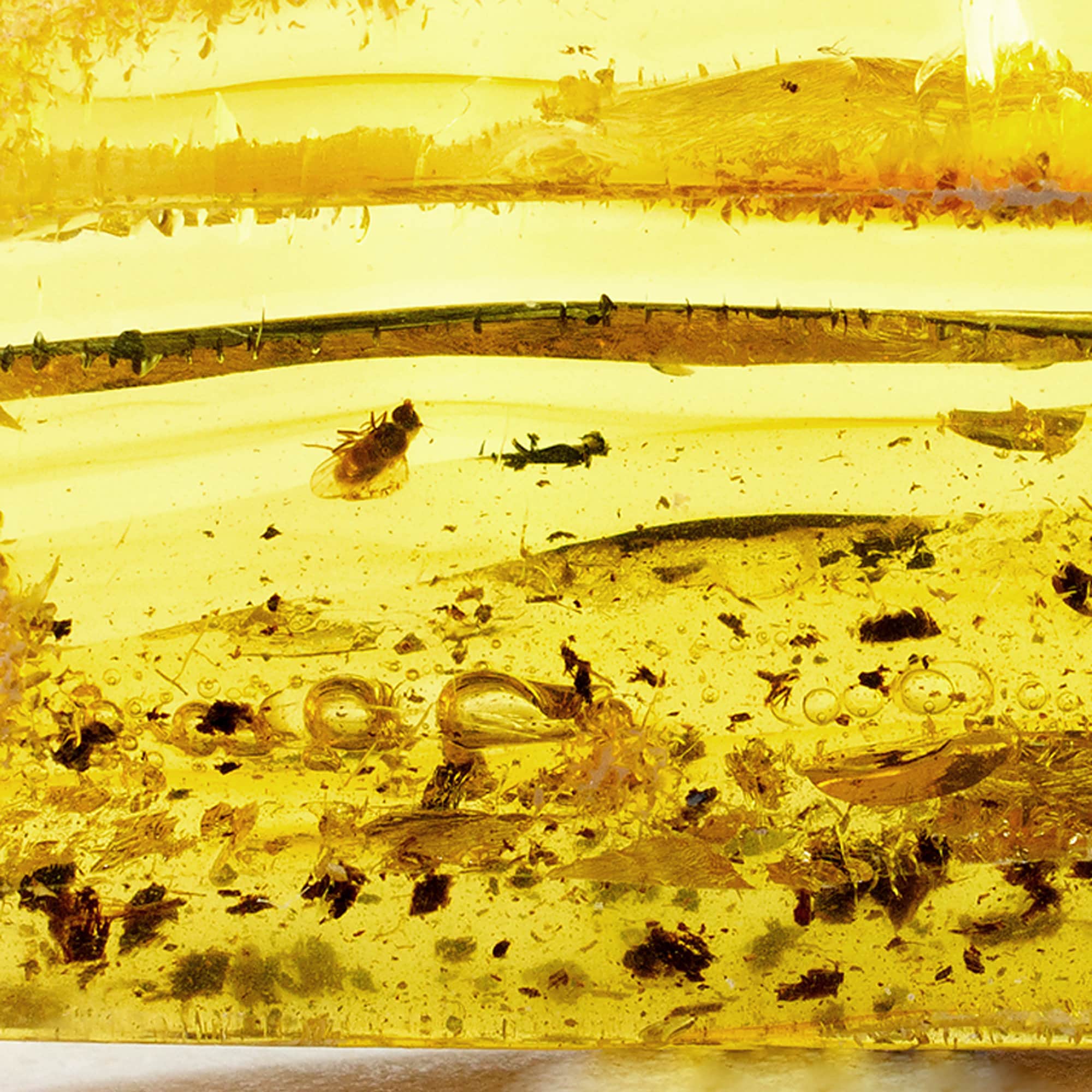 Amber With Insect, Fossil Insect and Flora Inclusions in Genuine Baltic ...