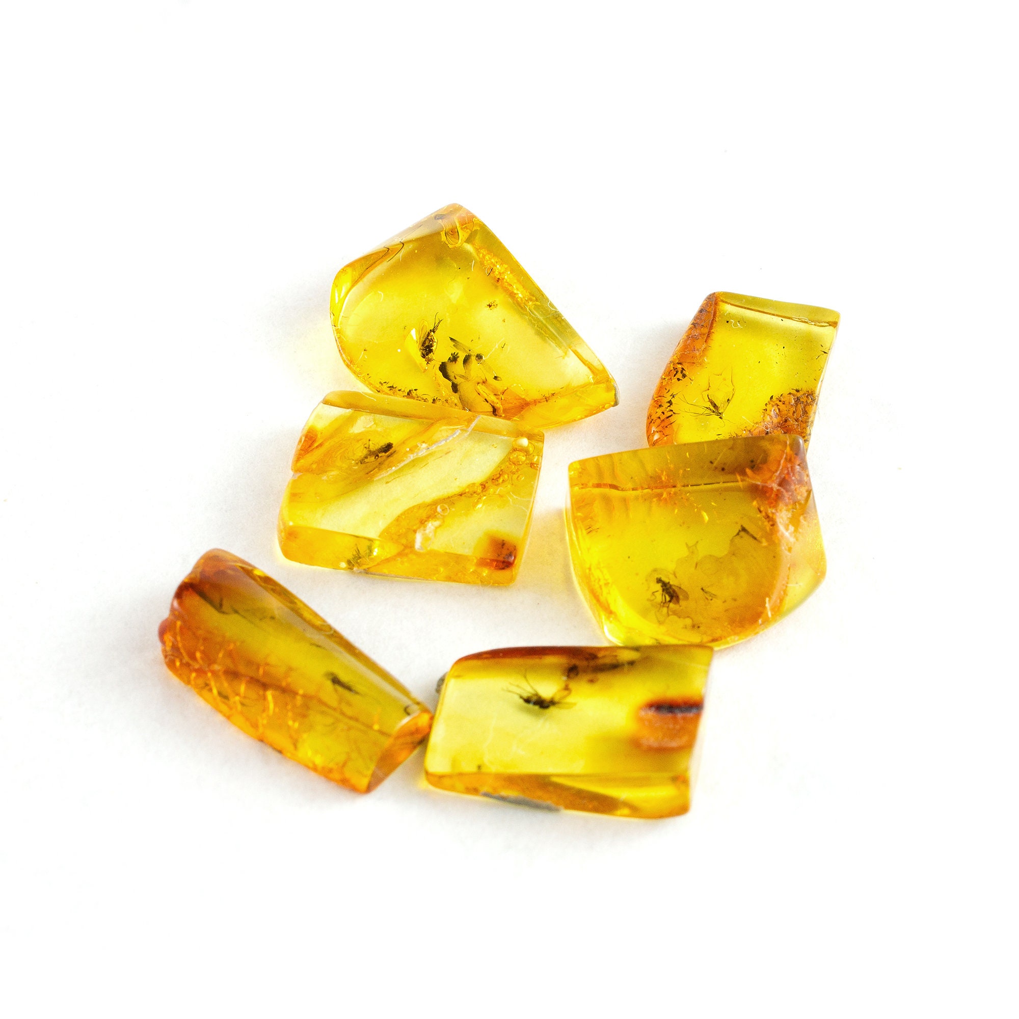 Amber With Insect, Fossil Insect Inclusions in Baltic Amber Specimens ...