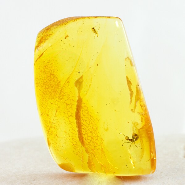 Amber With Insects - Etsy