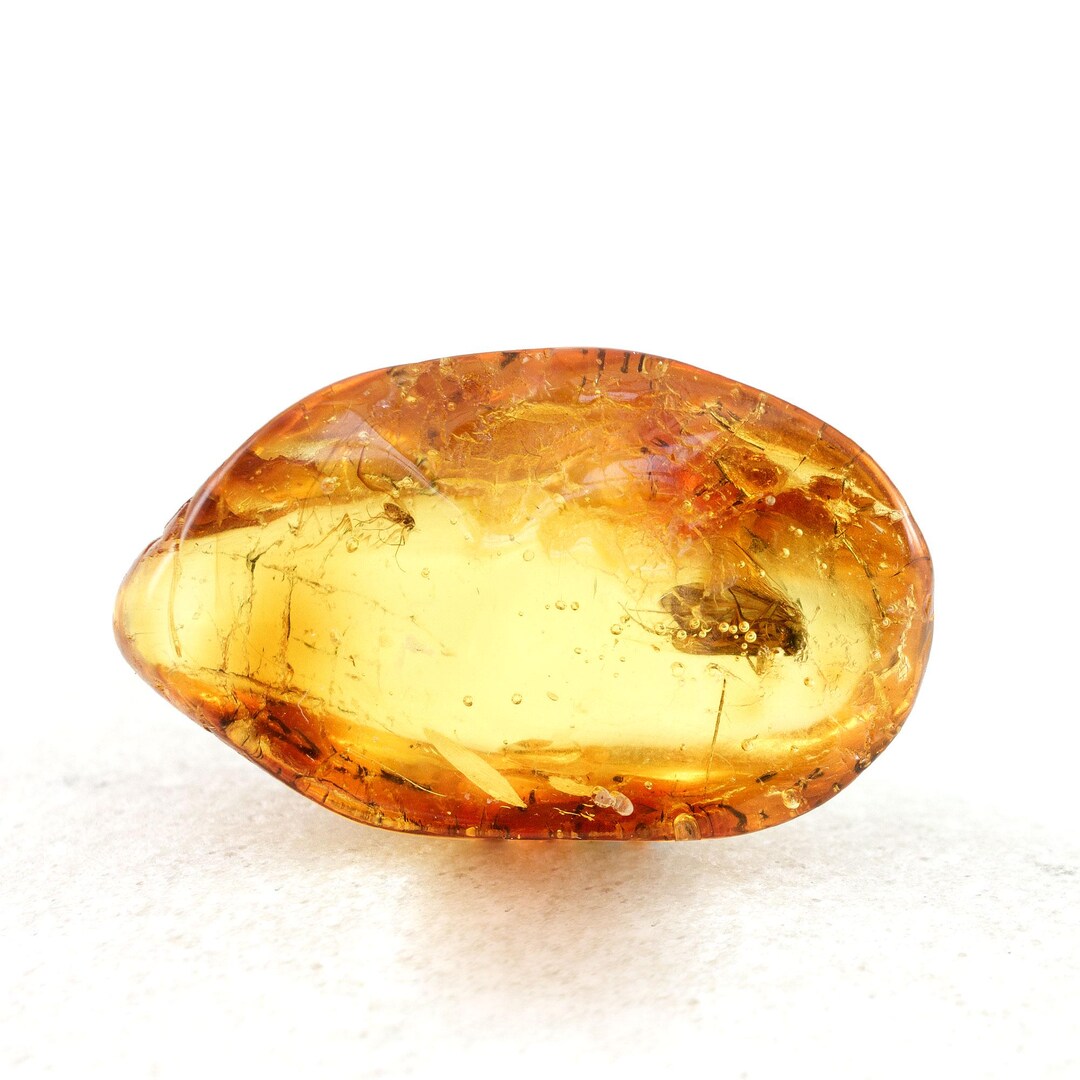 Amber With Insects, Fossil Insect Inclusions in Genuine Baltic Amber ...