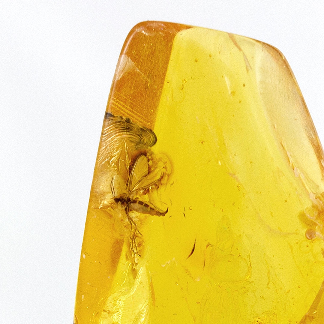 Amber With Insect, Fossil Insect Inclusion in Genuine Baltic Amber ...