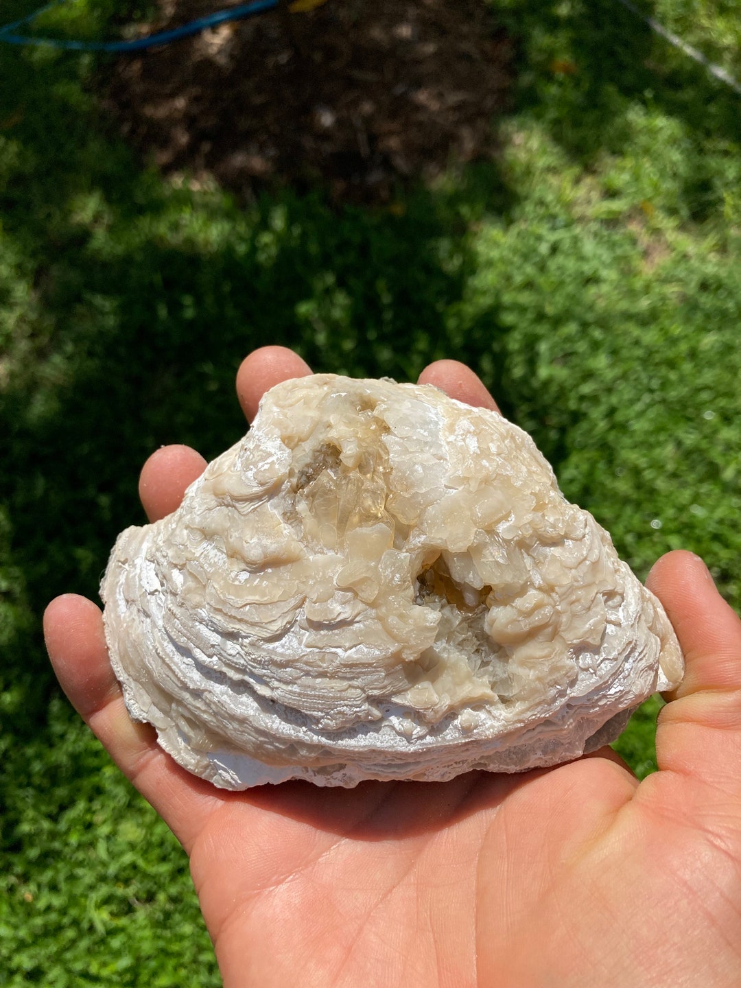 1-3million Year Old Fossil Clam mercenaria Permagna Full of Calcite ...