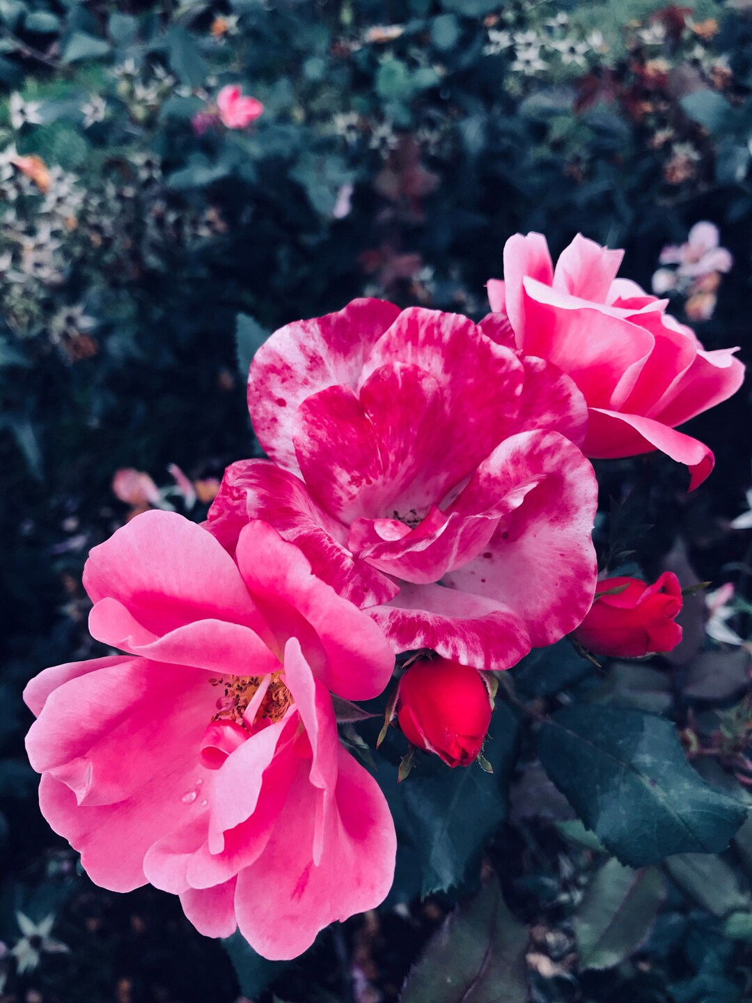 Pink and Red Rose Flowers (professionally Printed on Metal, Canvas, or ...