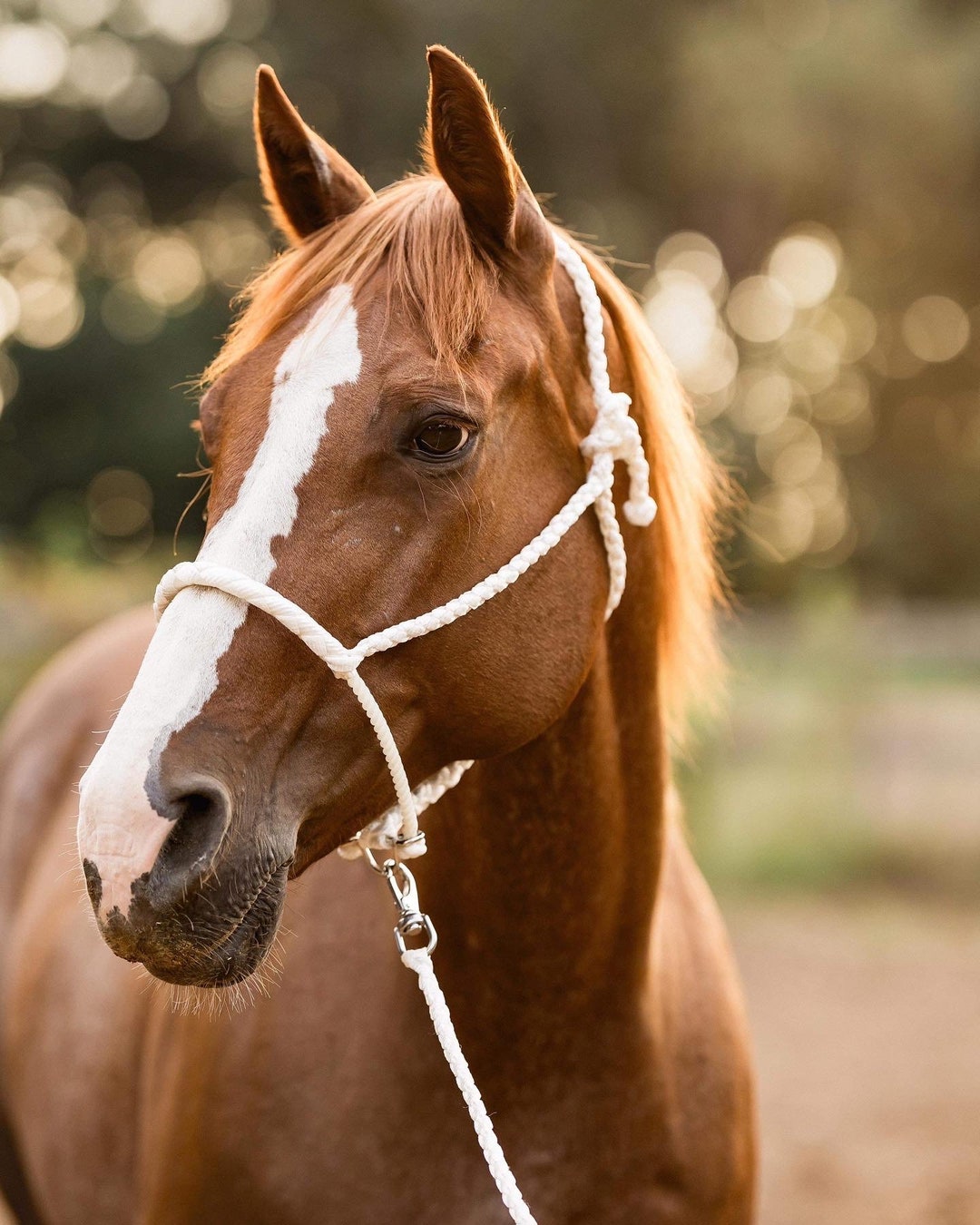 Lariat Muletape Halter - Etsy