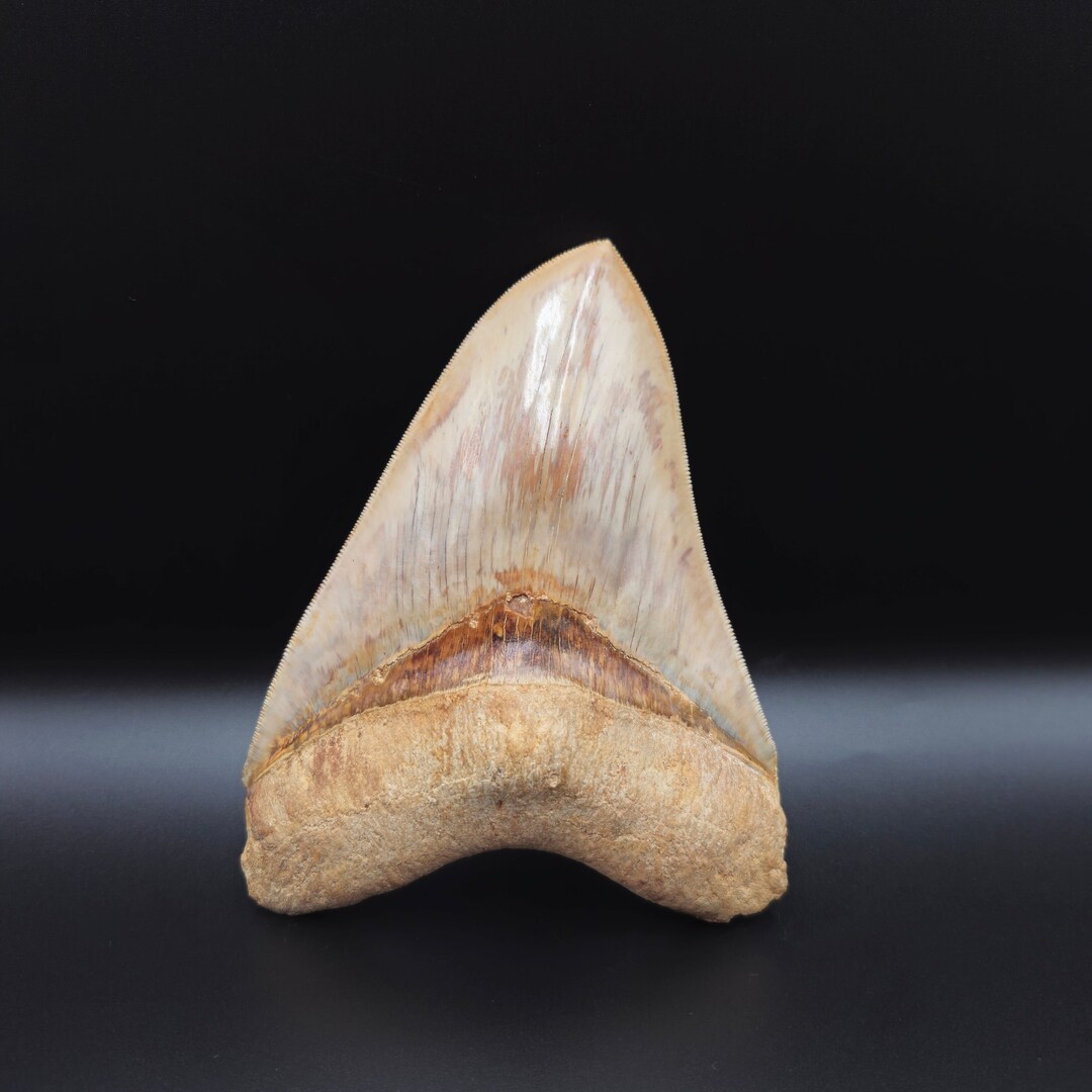 5.82 Inch Tooth Megalodon Indonesia - Etsy